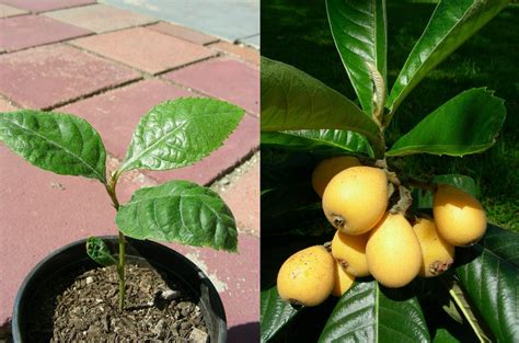 Loquat Tree Guide How To Grow And Care For Loquat Trees