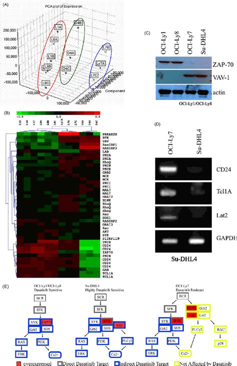 Affymetrix Oligonucleotide Arrays Comparing Oci Ly7 And Su Dhl4 Cells