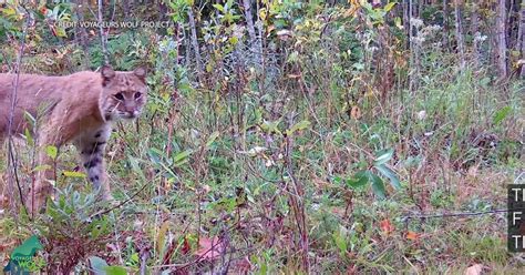 Video Bear Cub Adjusts” Trail Cam That Later Captured Up Close Shots