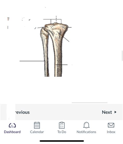 Tibia Diagram Quizlet