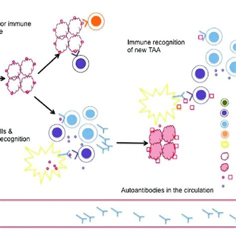 Immune Recognition And Response To Tumor Cell Tumor Associated