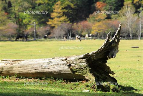 Photolibrary