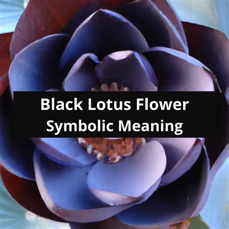 Red Lotus Flowers Symbolic Meaning And Symbolism Symbolic Meaning Of