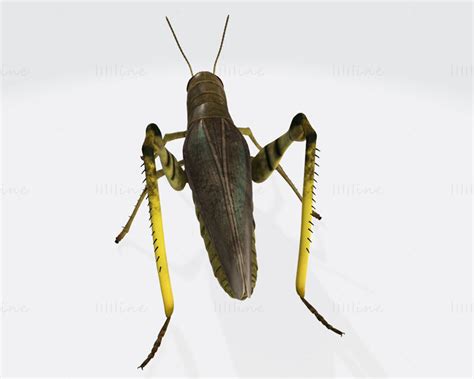 Grasshopper Insect 3d Printing Model