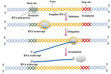 Ijms Free Full Text Ienhancer Gan A Deep Learning Framework In Combination With Word