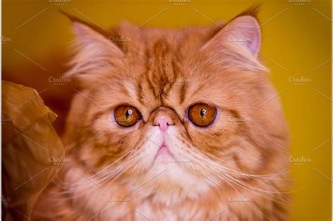 Red Persian Exotic Cat In Front Of Exotic Cats Graphic Design Art Cats