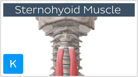 Origin And Insertion Of The Sternohyoid Muscle Human Anatomy Kenhub Youtube