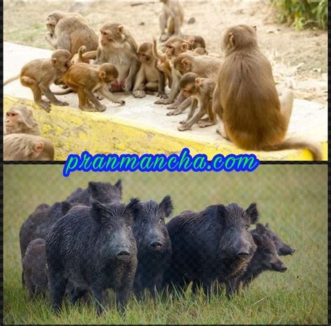 सल्यानमा बाँदर बदेलकाे आतंक बाली जाेगाउन कृषकलाई हैरानी Pranmancha
