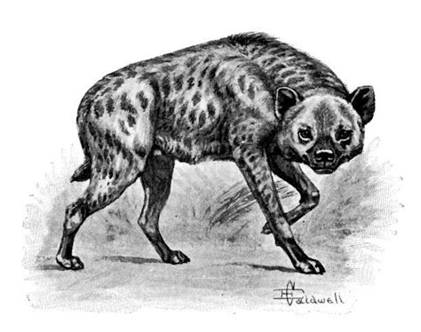 점박이 하이에나 일러스트 스톡 사진 및 일러스트 Istock