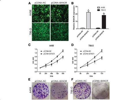 Overexpression Of BANCR Inhibited CcRCC Cell Proliferation In Vitro A