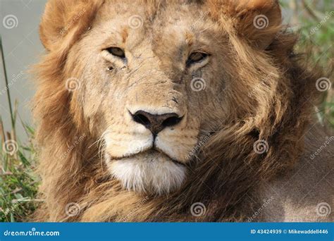 Male Lion Stock Image Image Of Safari Mara Kenya Handsome 43424939