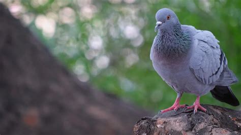 Знаете ли какво означава ако гълъб кацне на терасата ви Домашни тайни Woman Bg