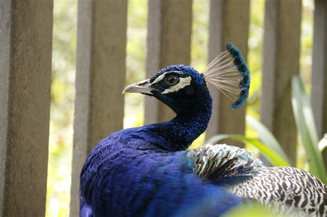 Gratis Foto Pauw Blauwe Kop Vogel Royalty Gratis Afbeelding Op
