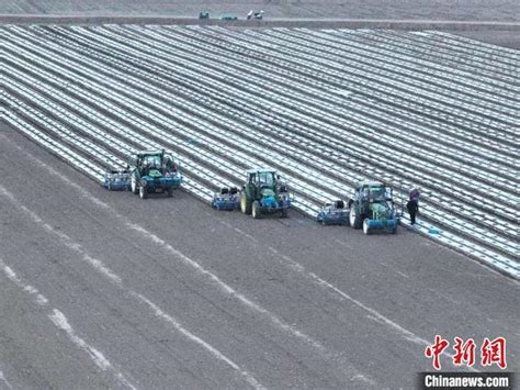 全程機械化！新疆兵團第三師圖木舒克市95萬畝棉花全面開播 每日頭條