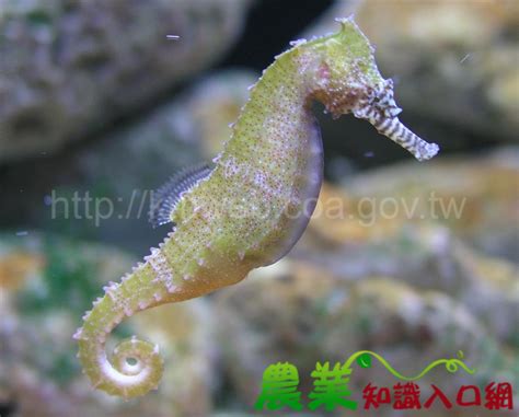 分類依據 海馬主題館 農業知識入口網