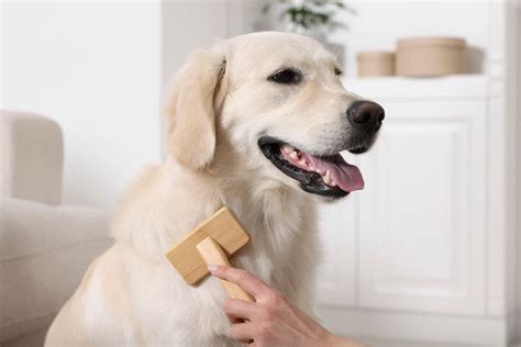 How To Groom A Labrador Groomers Online