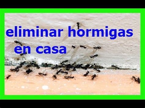 Se Puede Eliminar Una Plaga De Hormigas En Casa YouTube