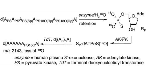 Retention Of Configuration In The Action Of Human Plasma 3‘ Exonuclease