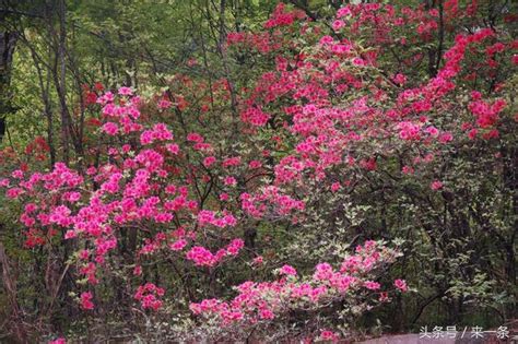 杜鵑花開映山紅 每日頭條