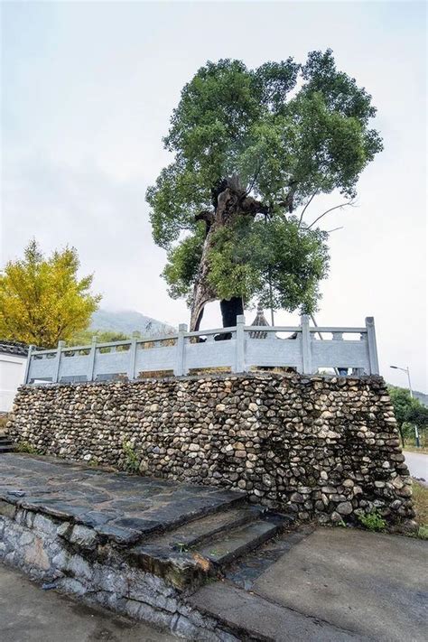 中国最美的乡村婺源每个村落各具特色