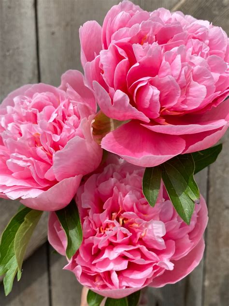 How To Grow Peonies On Your Flower Farm Lynsey Taulbee