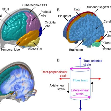 Finite Element Model Of The Human Head With Embedded Truss Elements Download Scientific