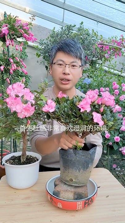 1249 杜鹃花很难养？教你3点技巧，新手也能养好杜鹃花 杜鹃花 花卉绿植 分享家庭养花知识 Youtube