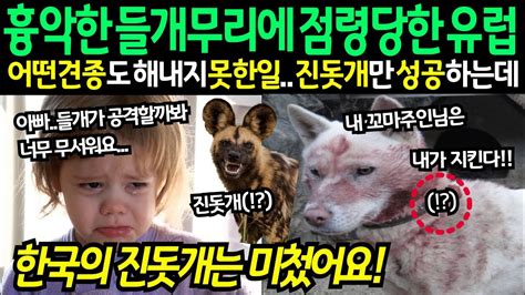 해외감동사연 들개 무리에 쑥대밭된 유럽의 작은 마을에 한국 진돗개가 등장하자 벌어진 충격적인 일 Youtube
