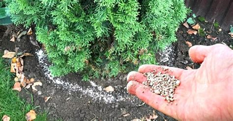 სასუქები ტუიასთვის შემოდგომაზე როგორ დავეხმაროთ ზამთრის გადატანაში რჩევები ვივიენისგან