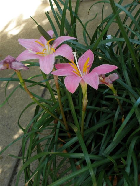 Zephyranthes Grandiflora Amaryllidaceae