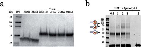 Figures And Data In The Cooperative Binding Of Tdp 43 To Gu Rich Rna