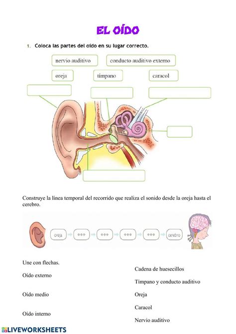 El Oído Liveworksheets 98108