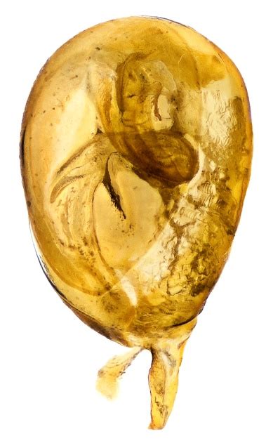 Gyrohypnus Fracticornis