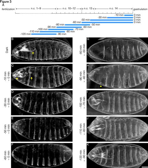 Illumination Across Different Time Windows Causes Embryonic Lethality