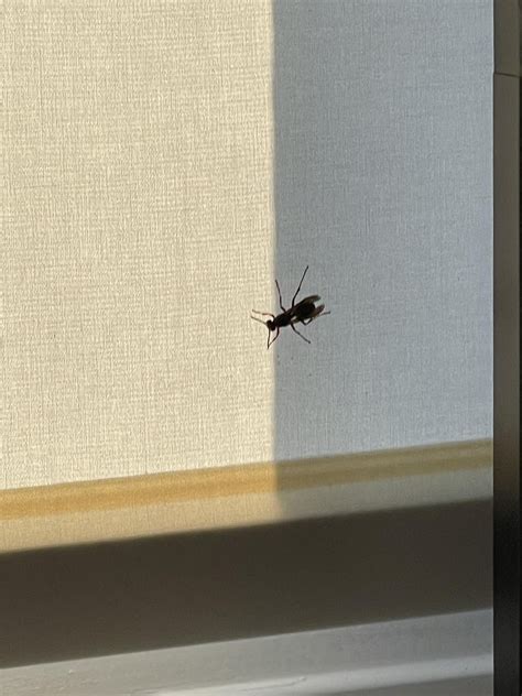 Help Identifying This Insect R Whatisthisbug
