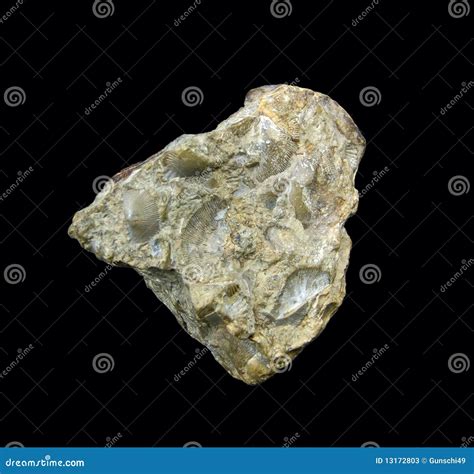 Fossilized Shells Stock Image Image Of Obsolete Museum 13172803