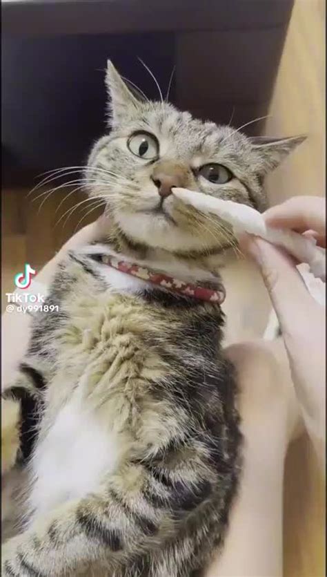 Just Pulled The Cats Brain Out Album On Imgur