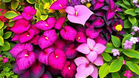 10 Stunning Plants With Pink Foliage For Your Garden Good Home Garden