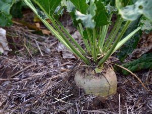 Different Types Of Turnip With Images Asian Recipe
