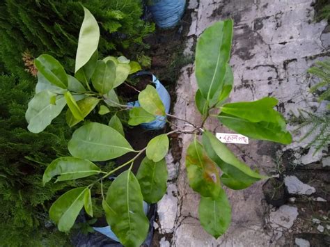 Garden Rare Medicinal Plant Bakulmimusops Elengi Wood Bullet Wood