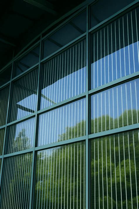 Bird Strike Window Film San Francisco Bird Safety Film