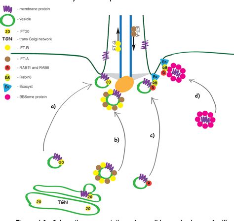 Figure 1 1 From Molecular Genetics And Cell Biology Of Ciliopathies