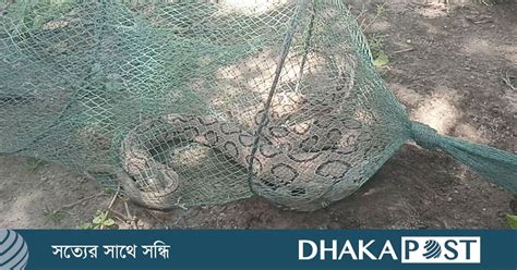 জেলের জালে আটকা পড়ল বিষধর রাসেলস ভাইপার