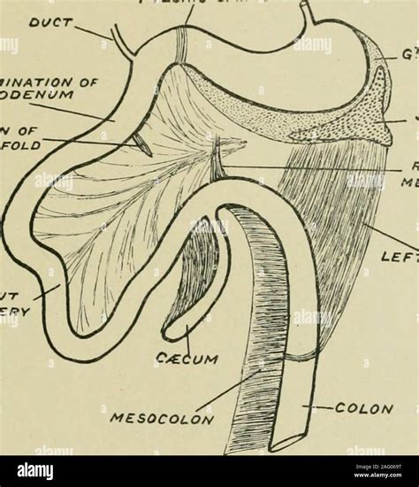 Proximal Vs Distal Colon
