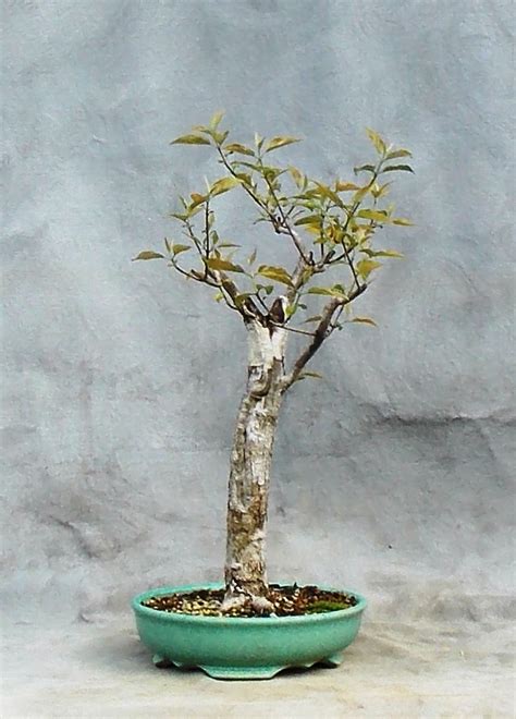 Dogwood Work – 2016 – Part 1 - Bonsai South