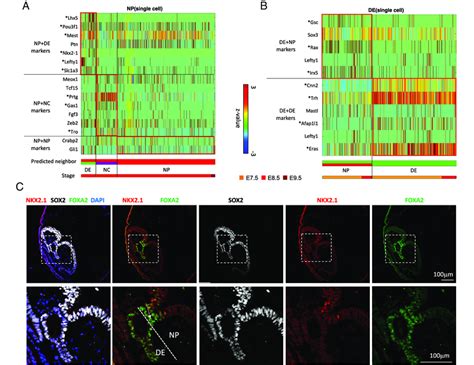 Neighboring Cell Type Prediction From Scrna Seq A Single Np Cells In
