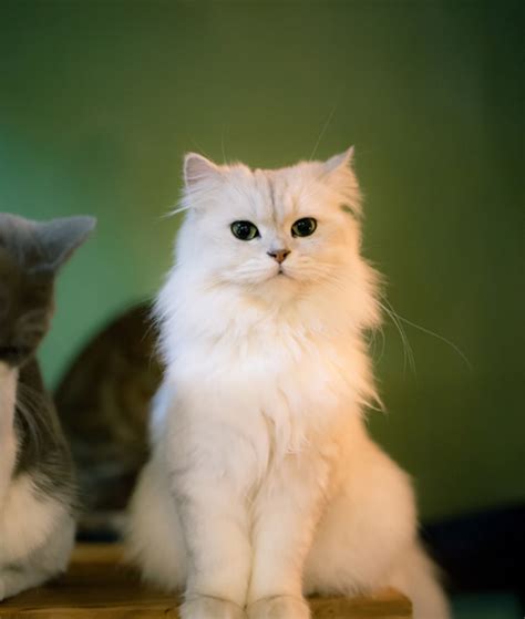 集美貌与智慧于一身的大眼睛自恋猫 金吉拉猫 知乎