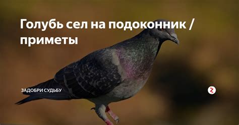 Голубь сел на подоконник приметы Задобри судьбу Дзен
