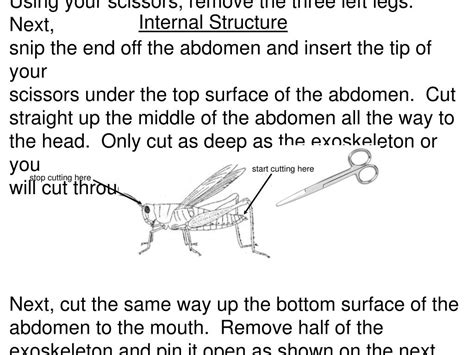 Ppt Grasshopper Dissection Powerpoint Presentation Free Download Id 1444603