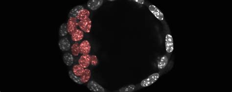 Gene Expression Control By Transposable Elements Elife Science